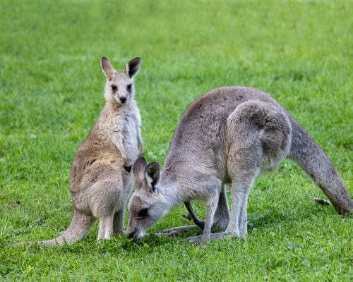 The Ultimate Animal Mystery Quiz! | Animal Reads